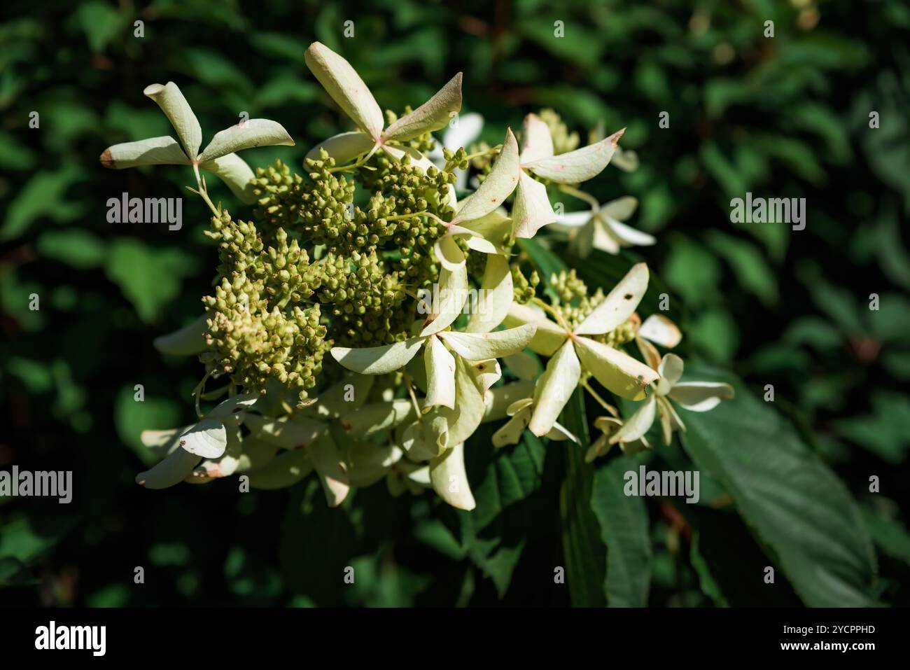 Hydrangea paniculata branch on green background Stock Photo - Alamy