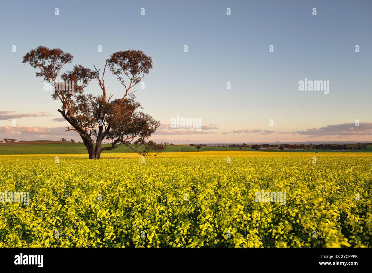 Tilled field at dusk hi-res stock photography and images - Alamy
