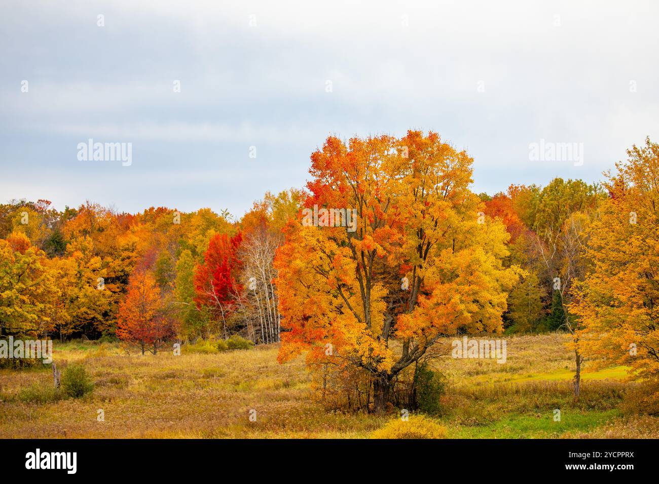 Wisconsin colorful forest in October, horizontal Stock Photo - Alamy