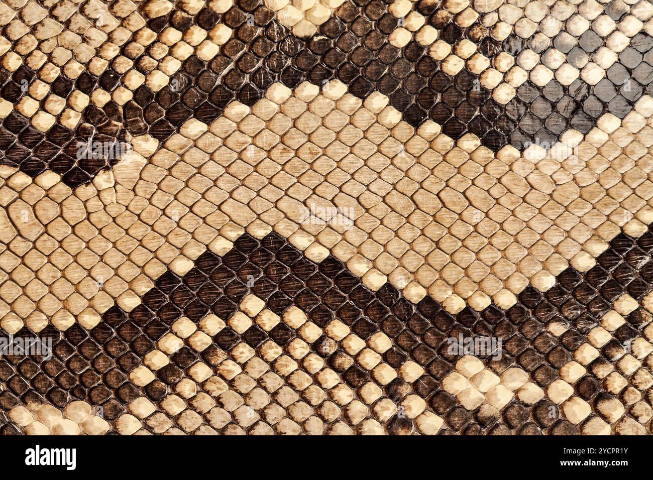 Rattlesnake skin pattern hi-res stock photography and images - Alamy