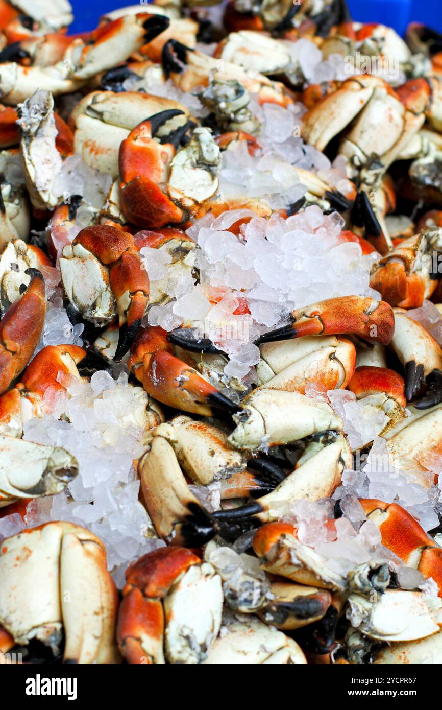 Many crabs hi-res stock photography and images - Alamy