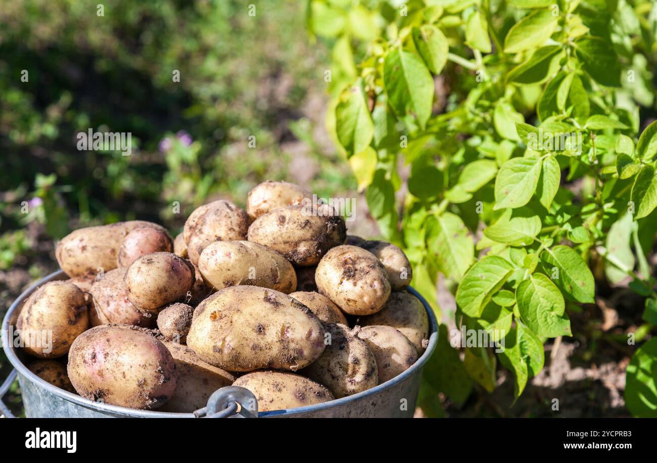 A bucket of potatoes new harvesting in the garden closeup Stock Photo ...