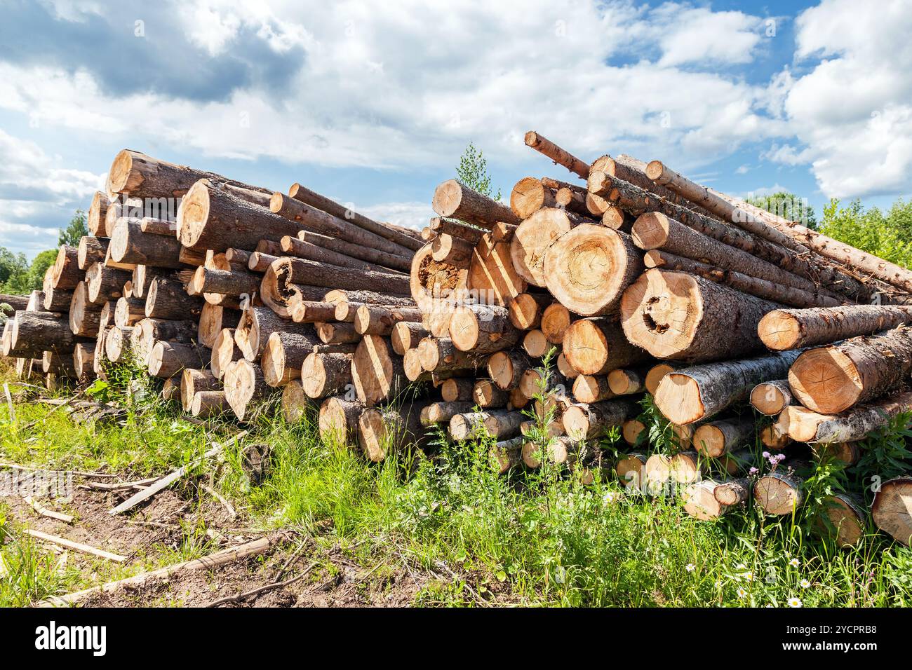 Stack of cut timber logs in summer sunny day Stock Photo - Alamy