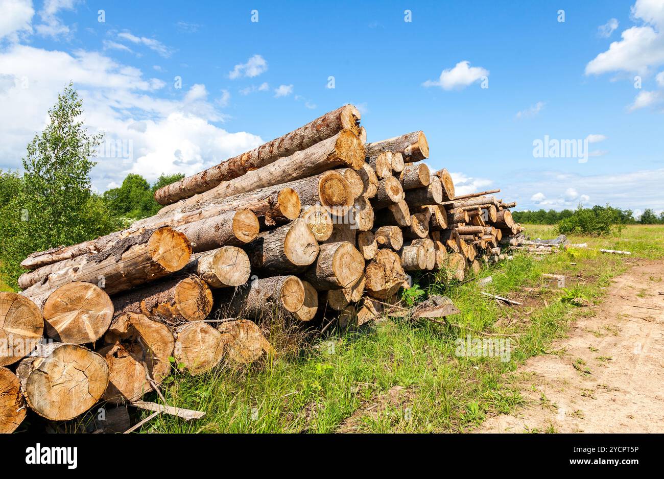 Piles of timber along the forest road in summertime Stock Photo - Alamy