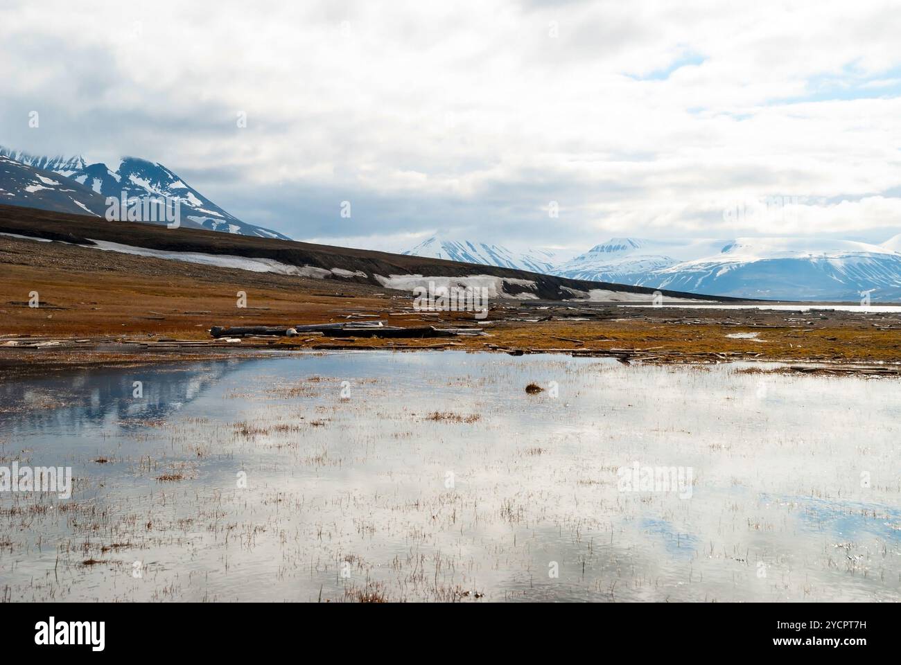 Arctic Tundra Summer