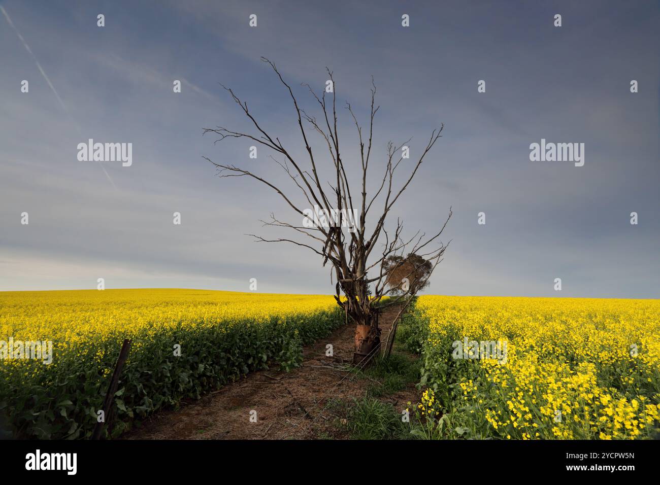 Field canola growing in hi-res stock photography and images - Alamy