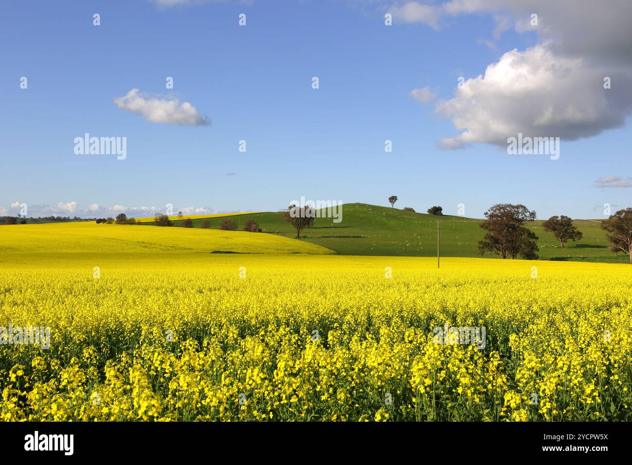 Golden canola hi-res stock photography and images - Alamy
