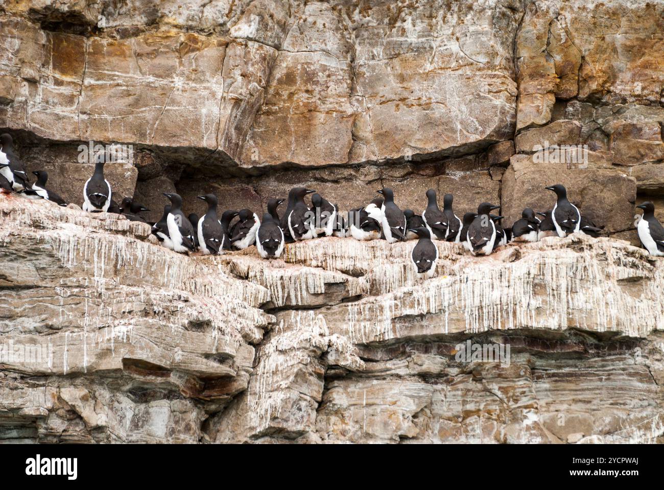 Colony of guillemots hi-res stock photography and images - Alamy