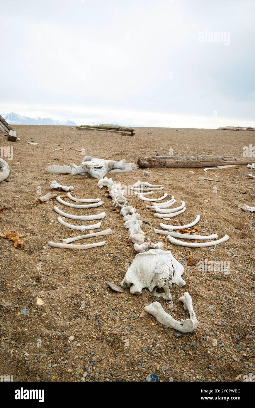 Walrus skeleton on the pebble stone shore, Svalbard Stock Photo - Alamy