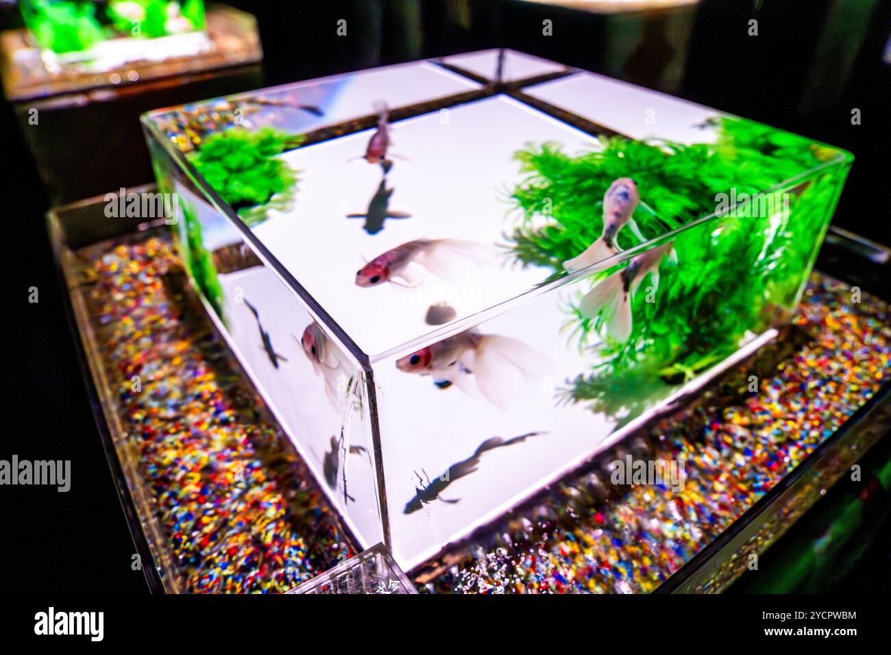 Art Aquarium museum in Ginza, Chuo City, Tokyo, Japan Stock Photo - Alamy