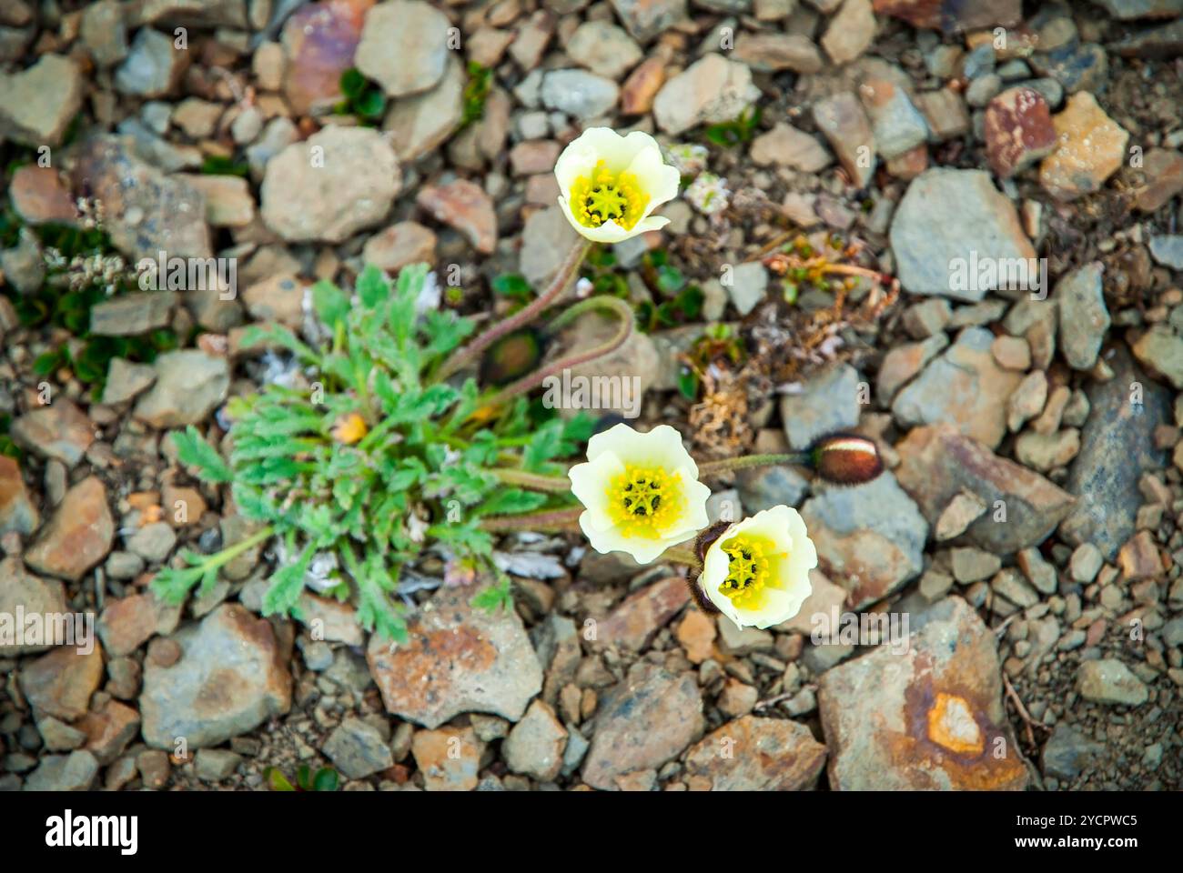 Arctic white poppy hi-res stock photography and images - Alamy