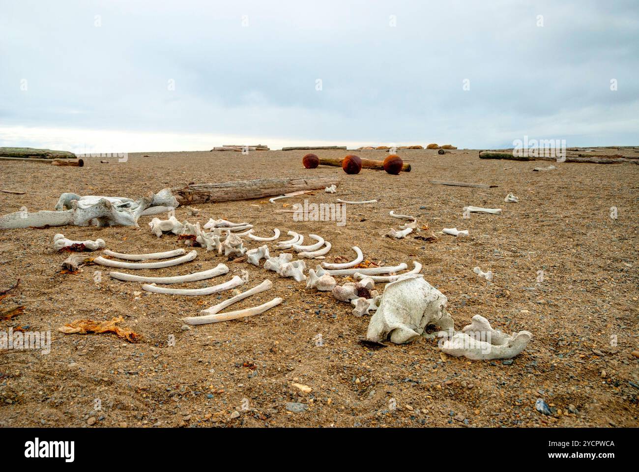Walrus skeleton on the pebble stone shore, Svalbard Stock Photo - Alamy
