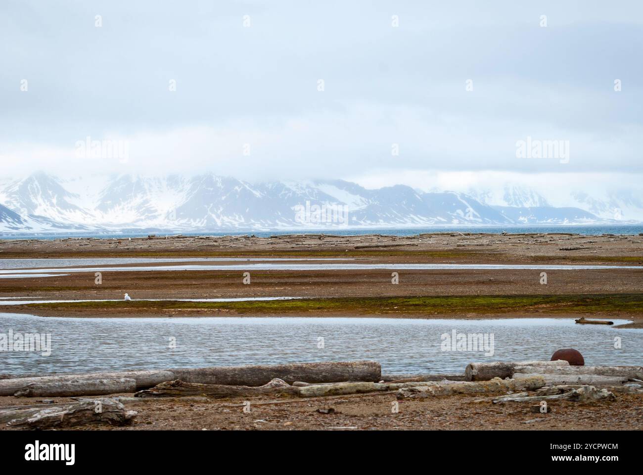 Arctic tundra in summer, Svalbard Stock Photo - Alamy