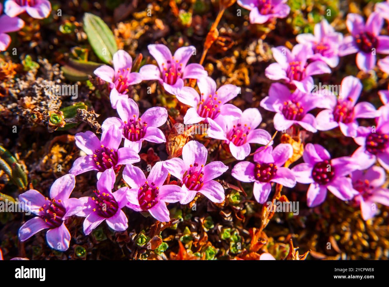 Purple saxifrage norway hi-res stock photography and images - Alamy