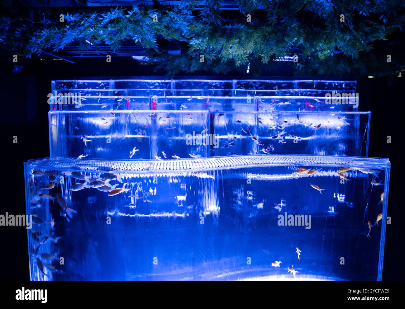 Art Aquarium museum in Ginza, Chuo City, Tokyo, Japan Stock Photo - Alamy