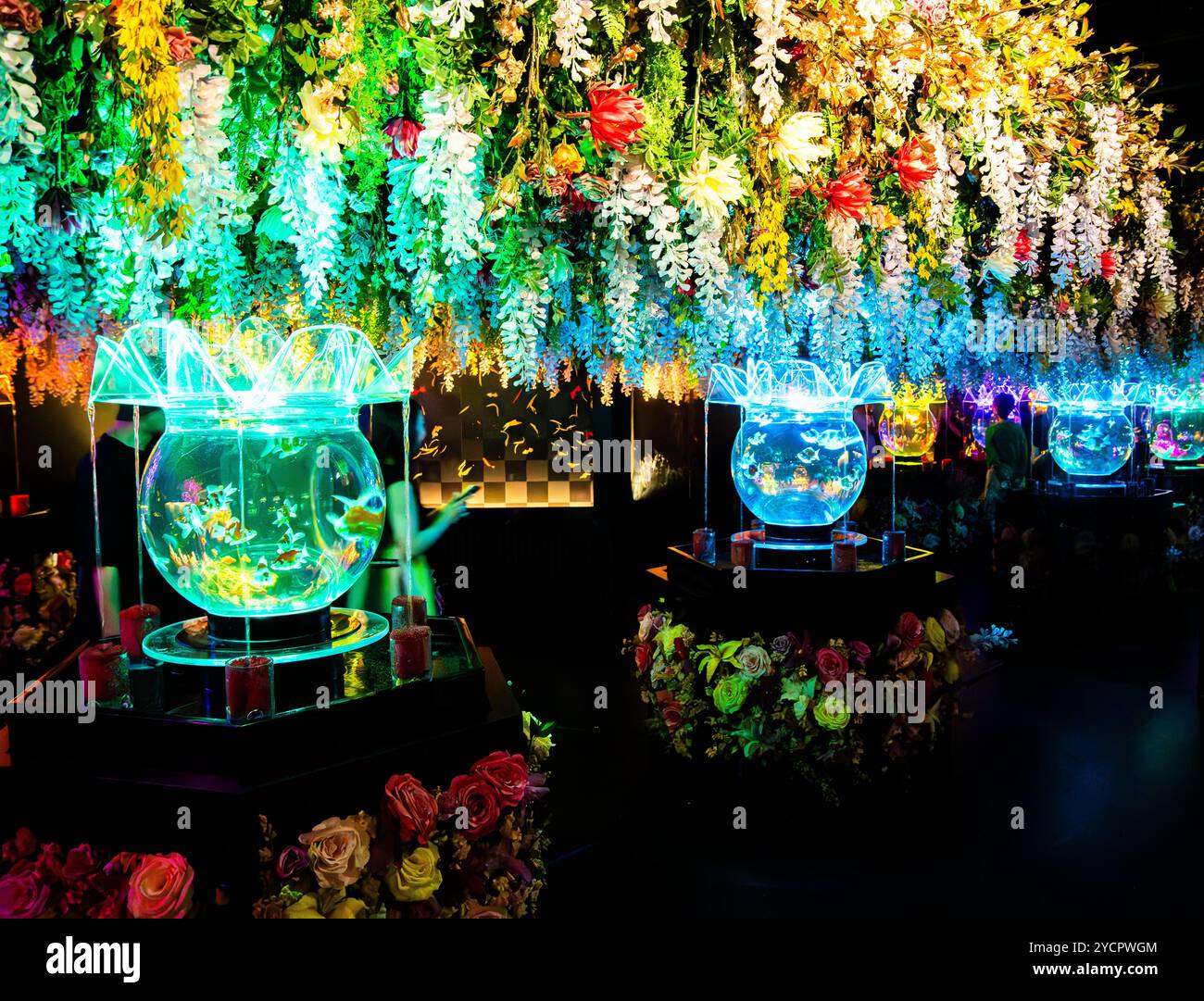 Art Aquarium museum in Ginza, Chuo City, Tokyo, Japan Stock Photo - Alamy