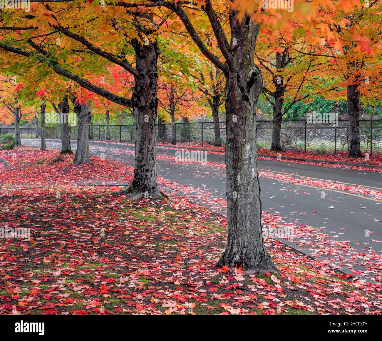 WA26174-00.....WASHINGTON - Maple trees with fall color at Gene Coulton Memorial Park in Renton ...
