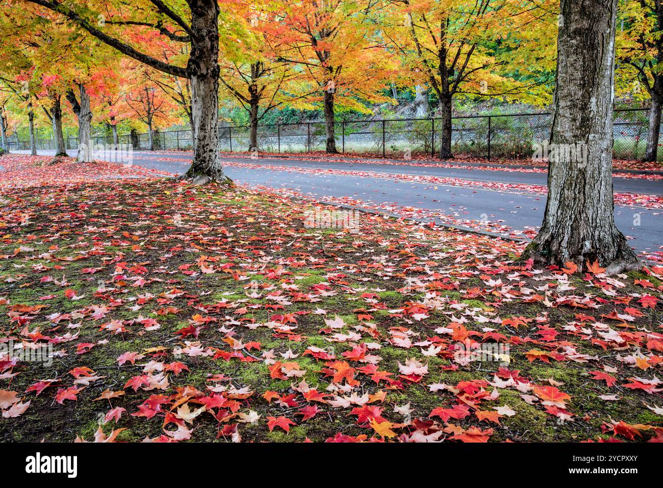 WA26177-00.....WASHINGTON - Maple trees with fall color at Gene Coulton Memorial Park in Renton ...