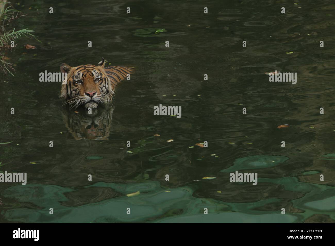 A Sumatran tiger soaks in a pond while observing the surroundings Stock ...