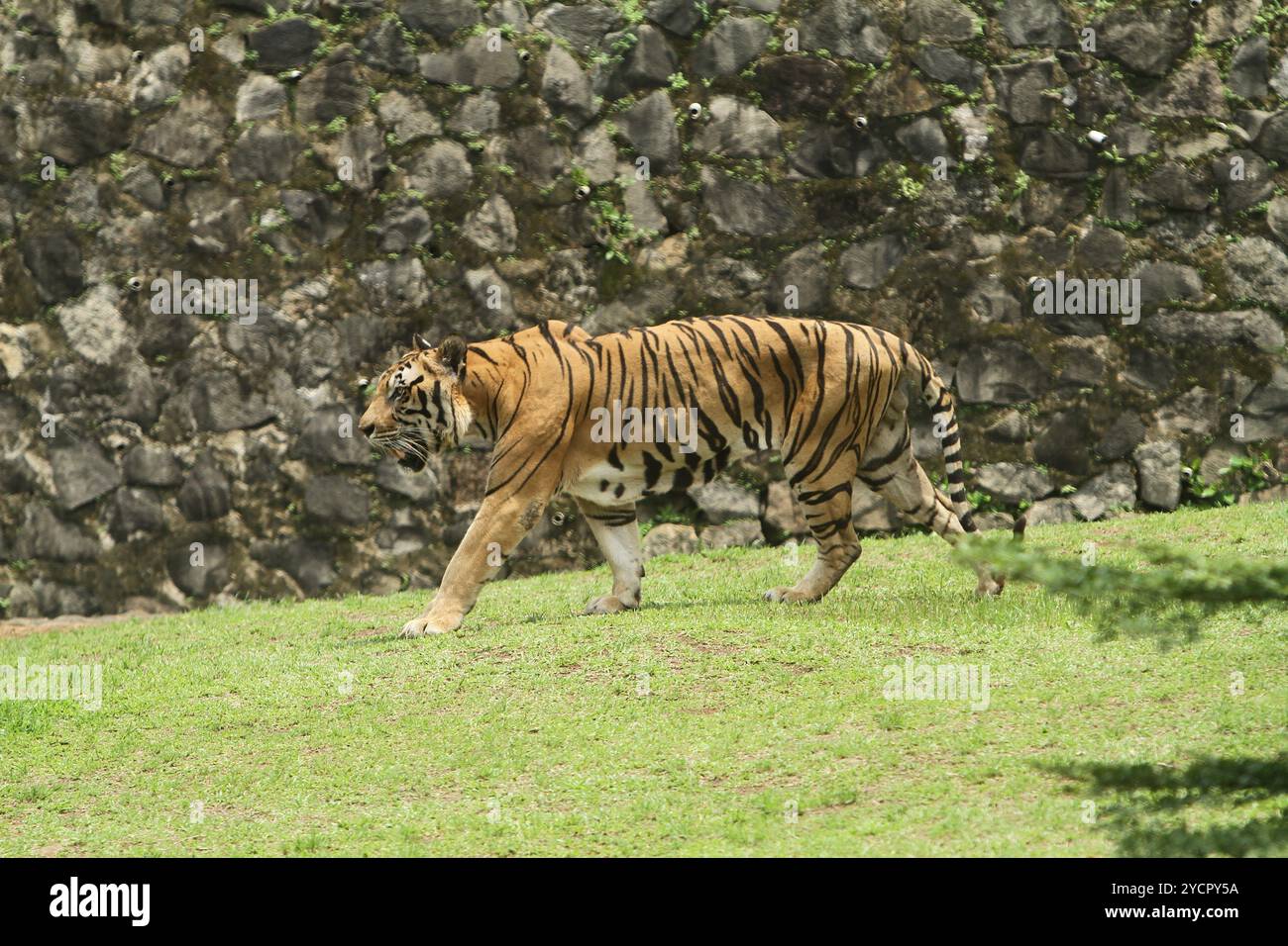 Amur tiger walking around in hi-res stock photography and images - Alamy