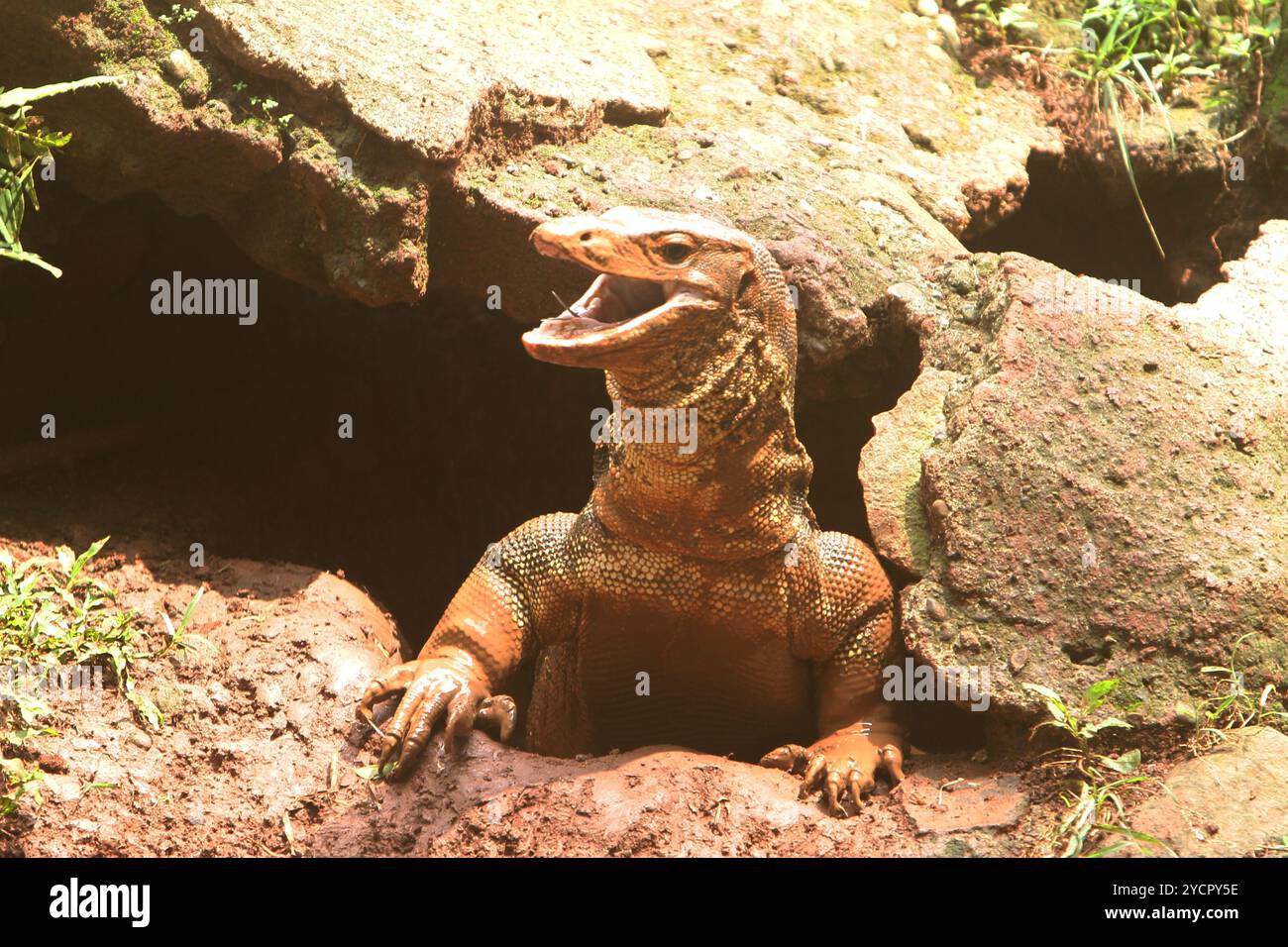 a salvator lizard lurks from a rock hole while opening its mouth Stock ...