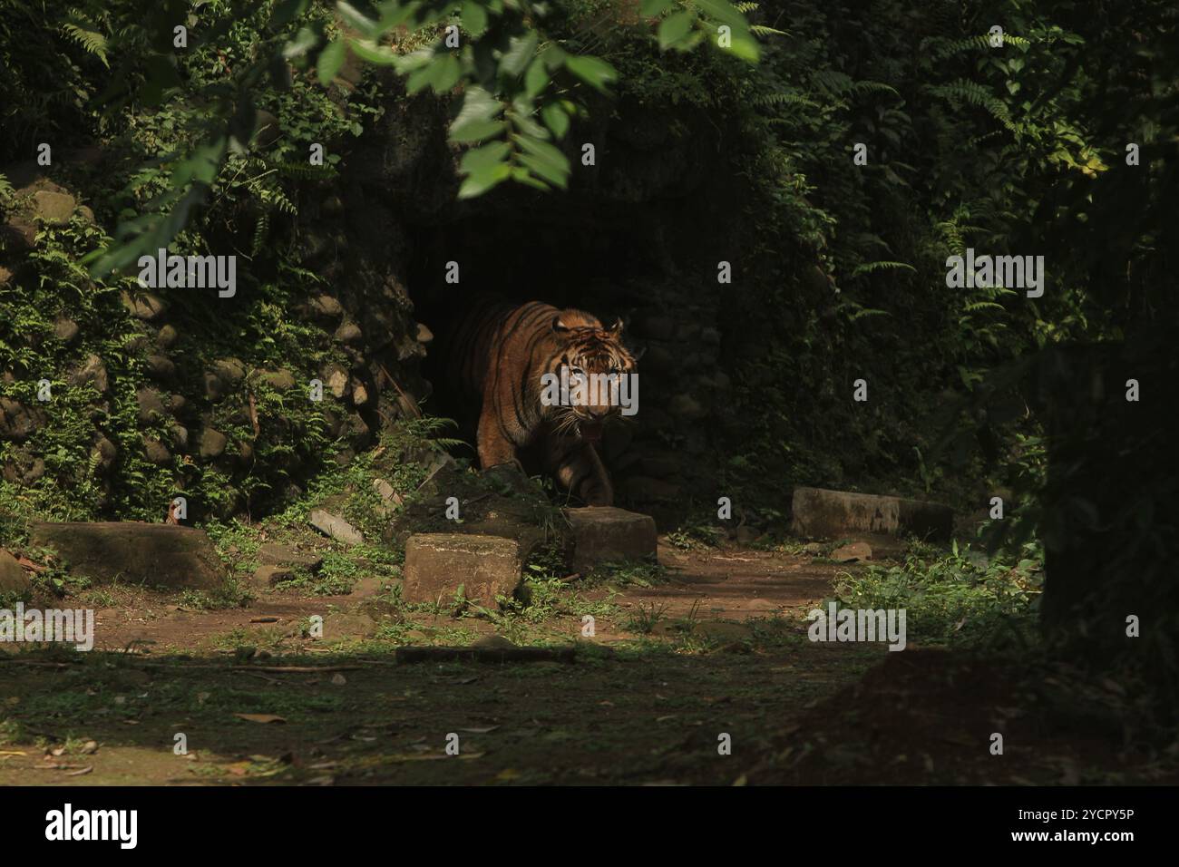 Sumatran tiger rock hi-res stock photography and images - Alamy