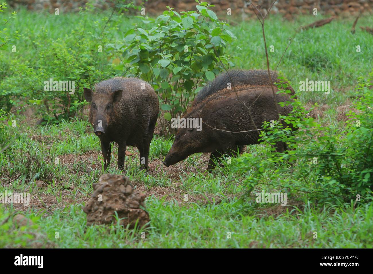 the wild boars roam the bushes Stock Photo - Alamy