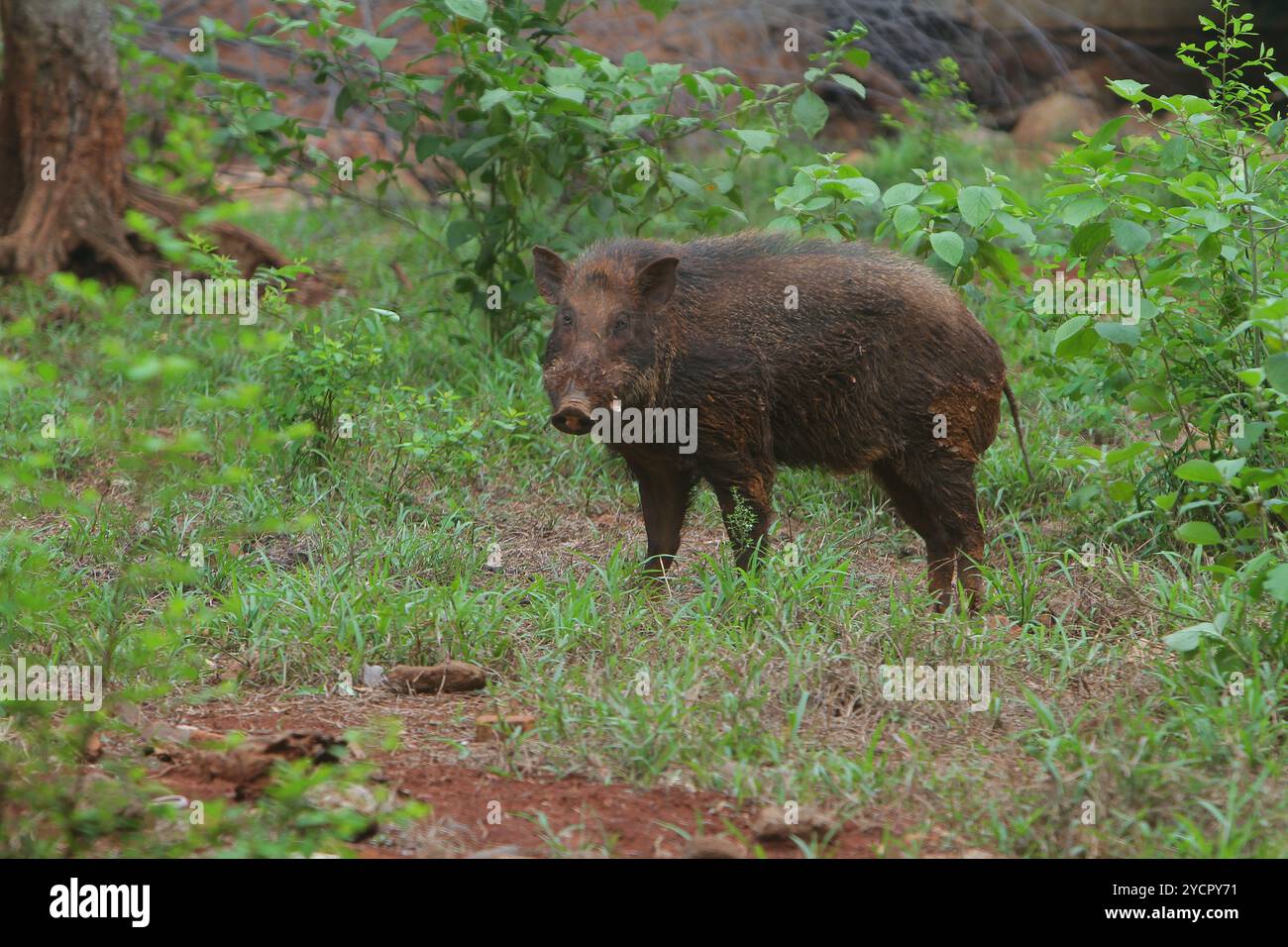 Wild boars in enclosure hi-res stock photography and images - Alamy