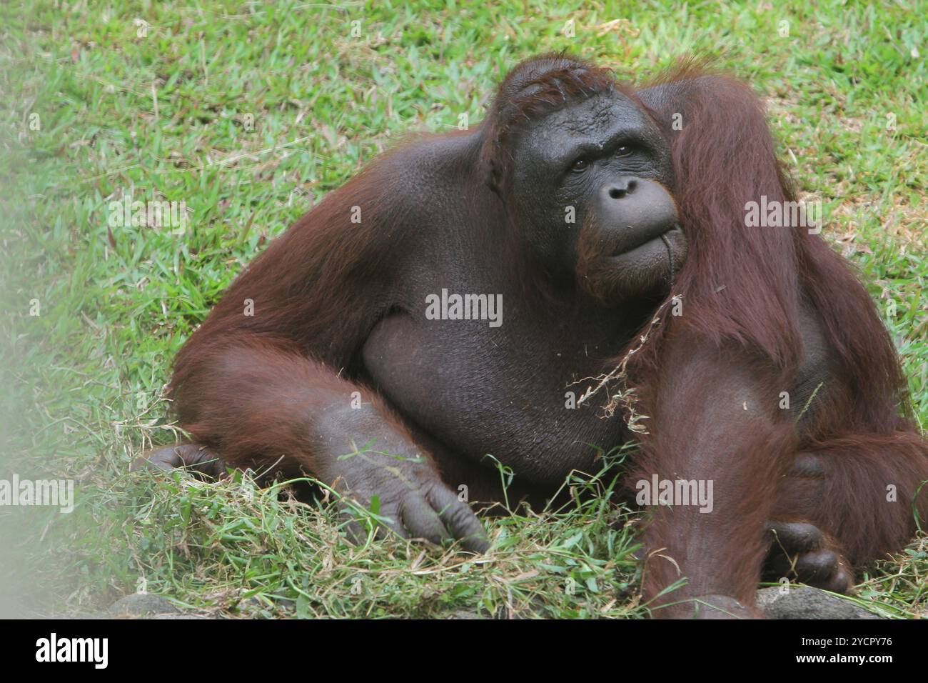 Front view in rainforest alpha hi-res stock photography and images - Alamy