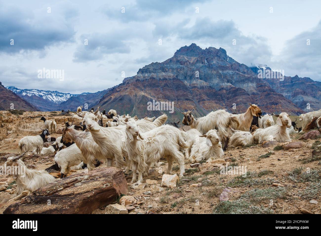 Mountain goats, Spiti Valley Stock Photo - Alamy