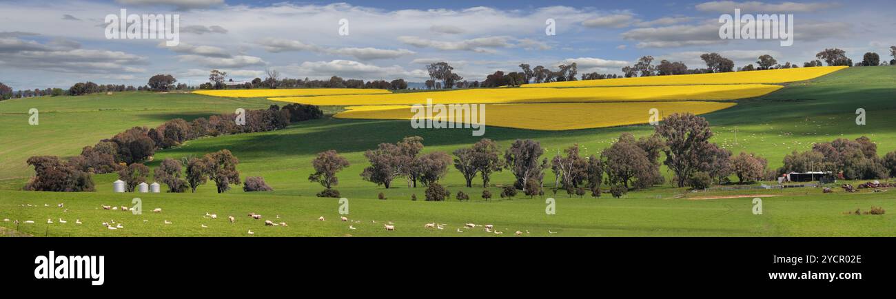 Sheep grazing on lush green pastures alongside fields of golden yellow ...