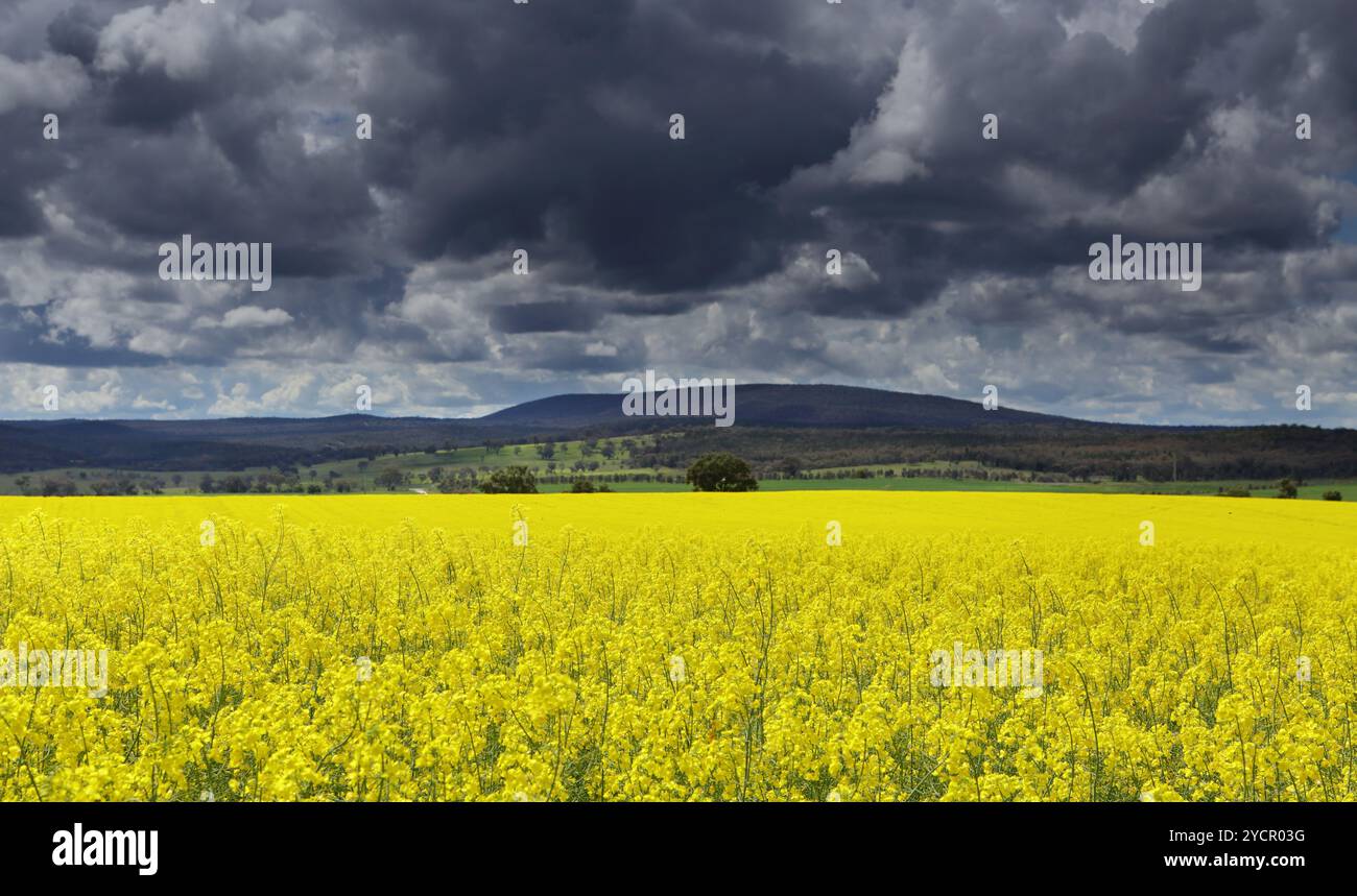 Rain clouds over field yellow hi-res stock photography and images - Alamy