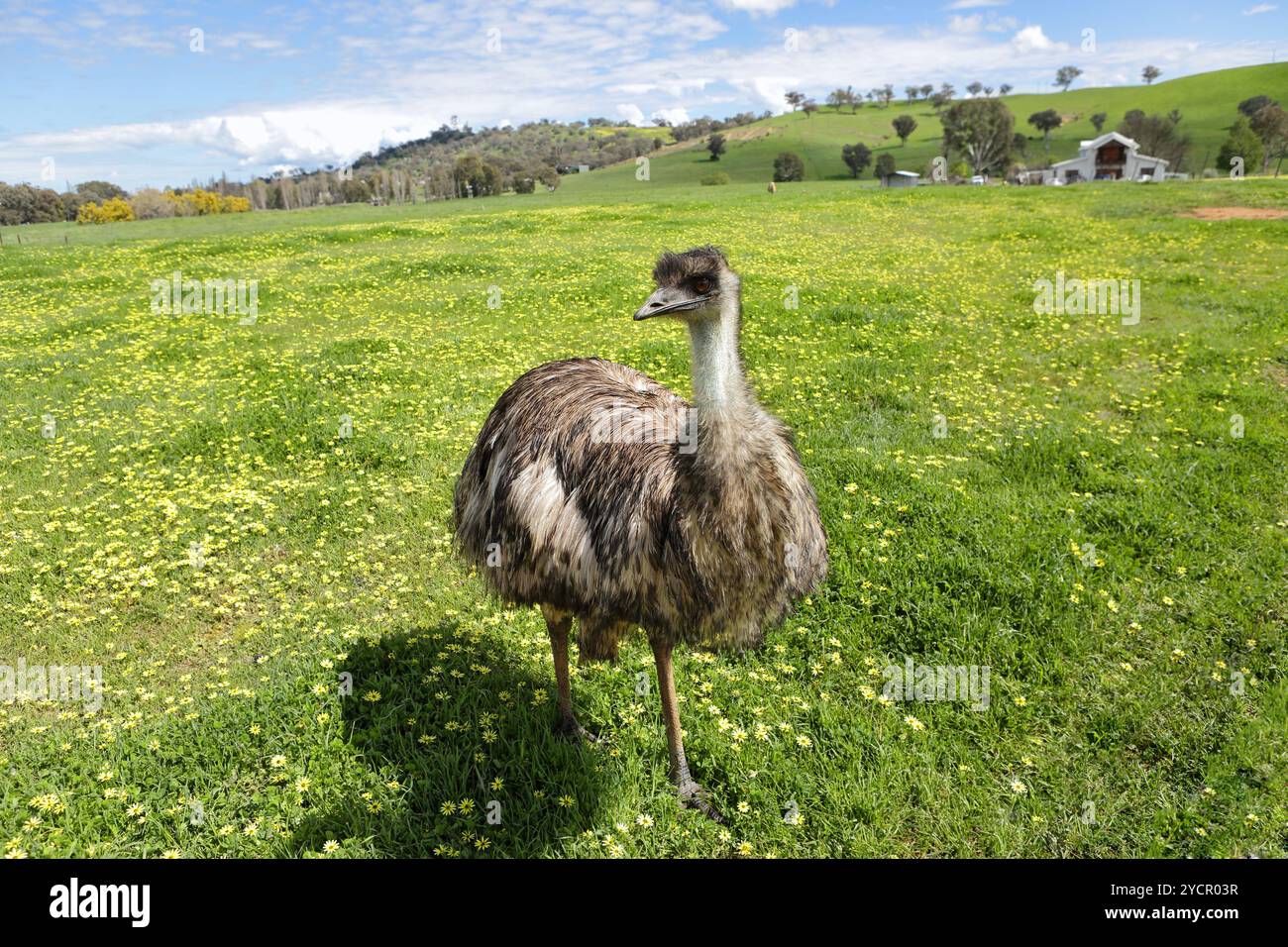 Australian emu basking in the beautiful Australian sunshine Stock Photo ...