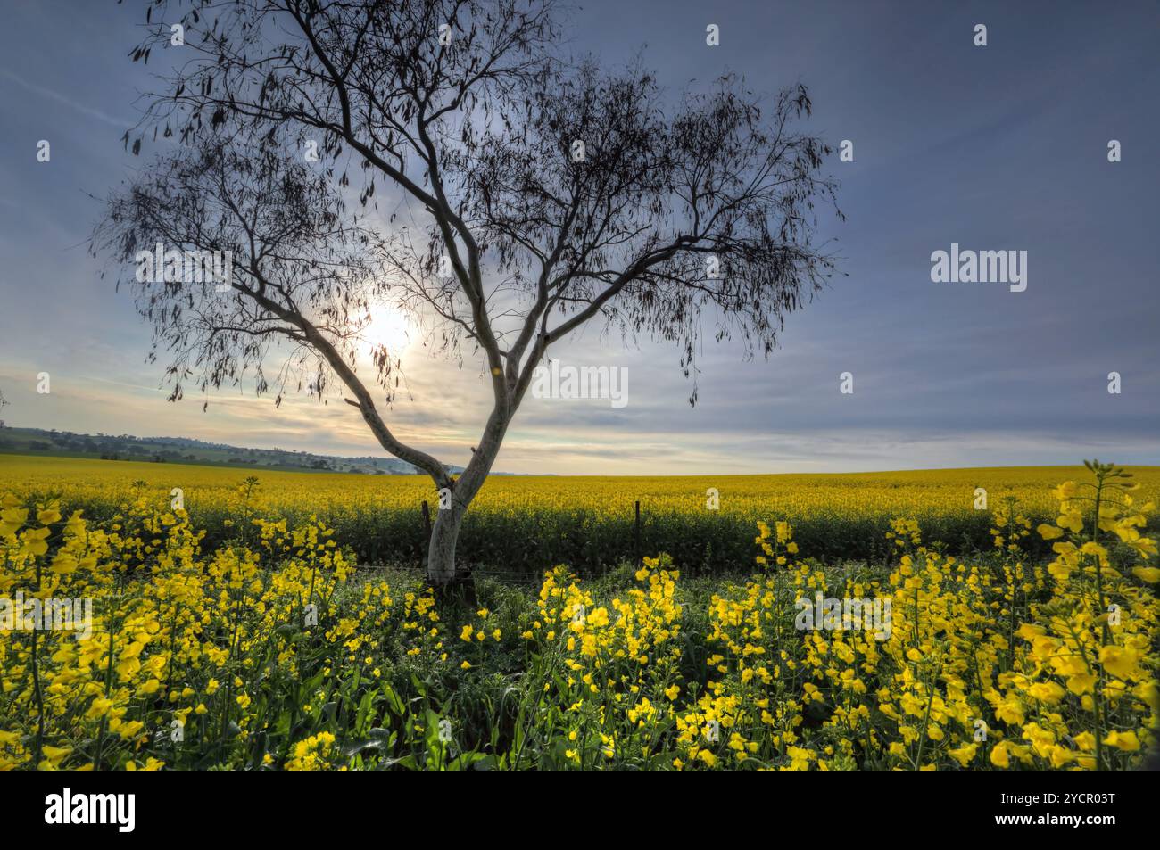 Sunlight across tree hi-res stock photography and images - Alamy