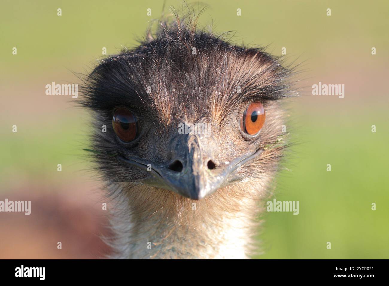 Emu face hi-res stock photography and images - Alamy