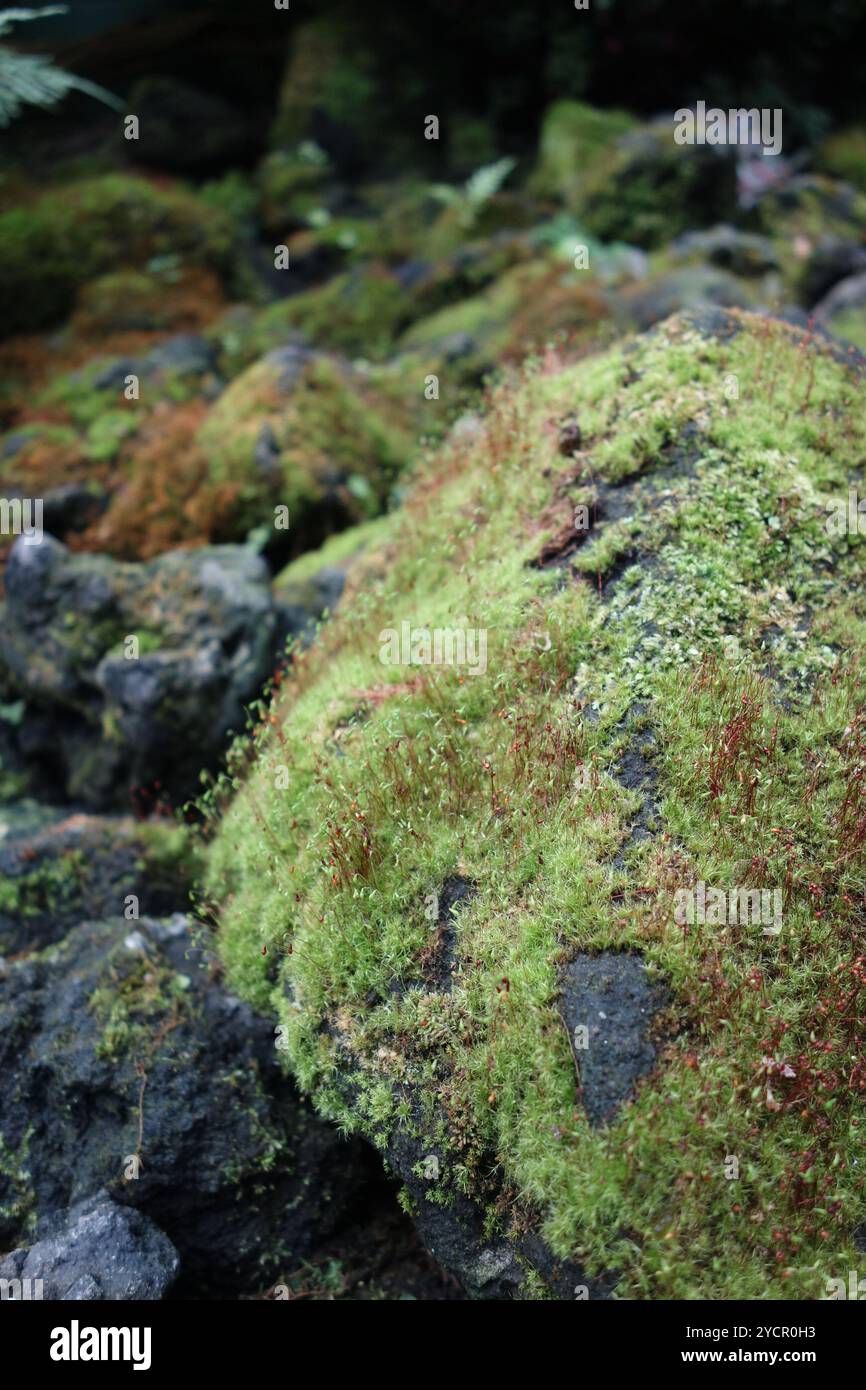Moss growth patterns hi-res stock photography and images - Alamy
