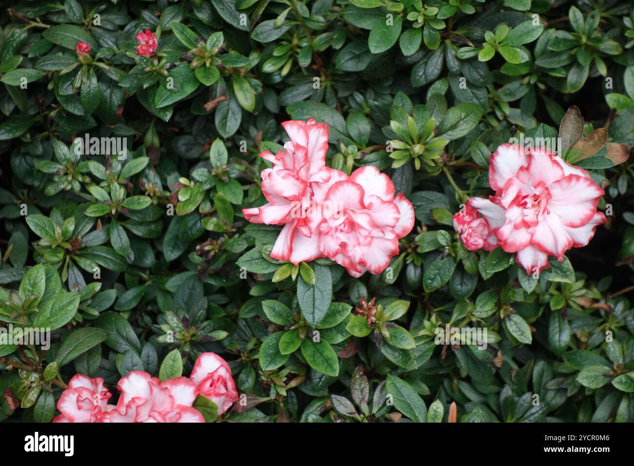 Bi color azalea hi-res stock photography and images - Alamy
