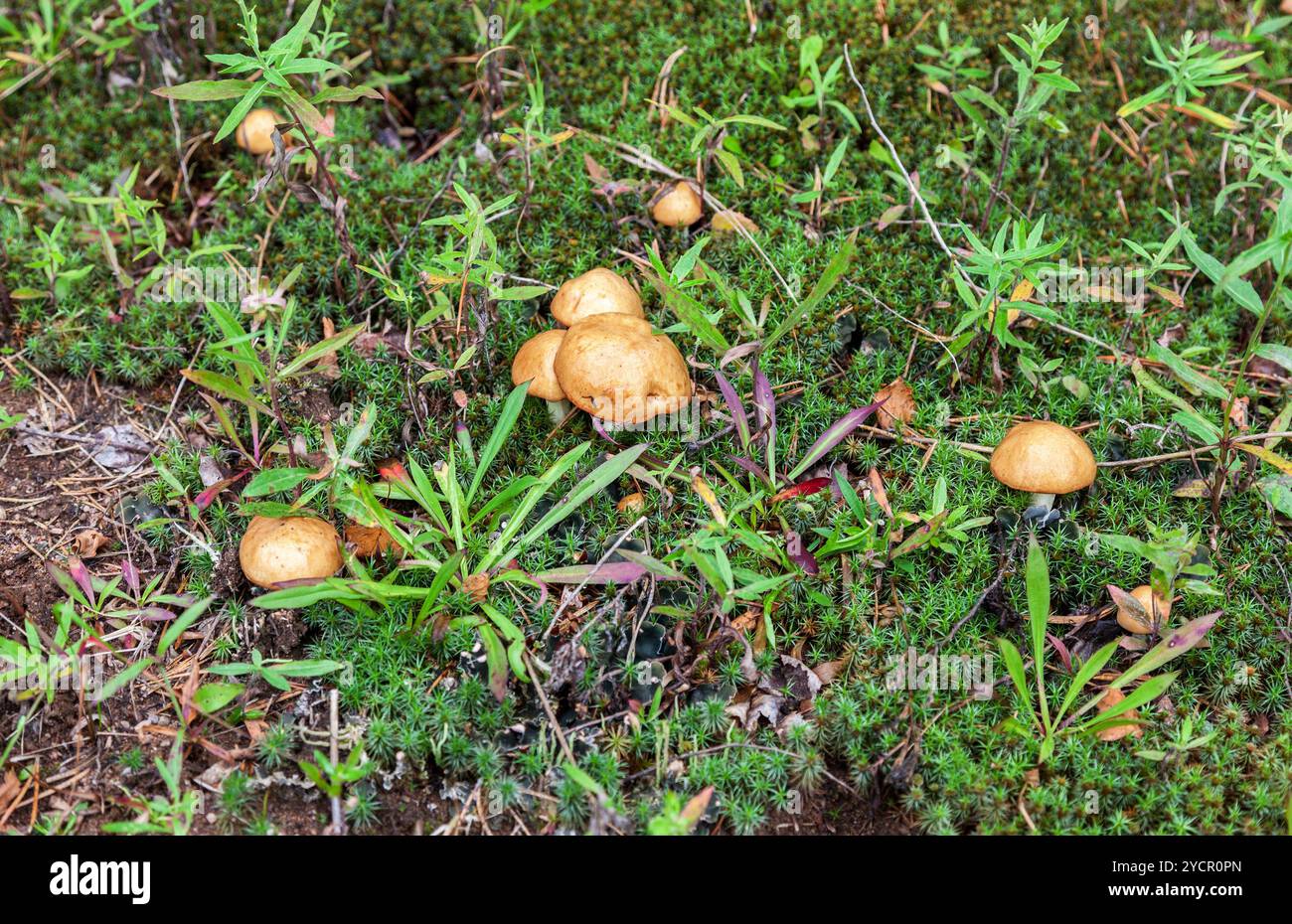 Orange edible fungi hi-res stock photography and images - Alamy