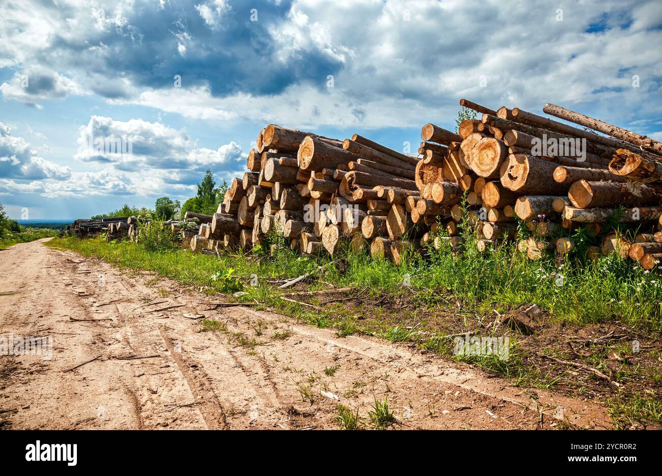 Piles of timber along the forest road in summertime Stock Photo - Alamy