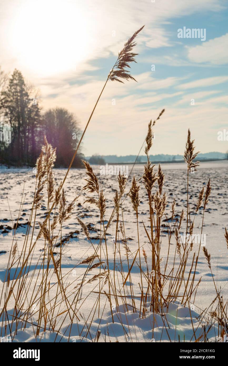 Tall dry grass in snowy hi-res stock photography and images - Alamy