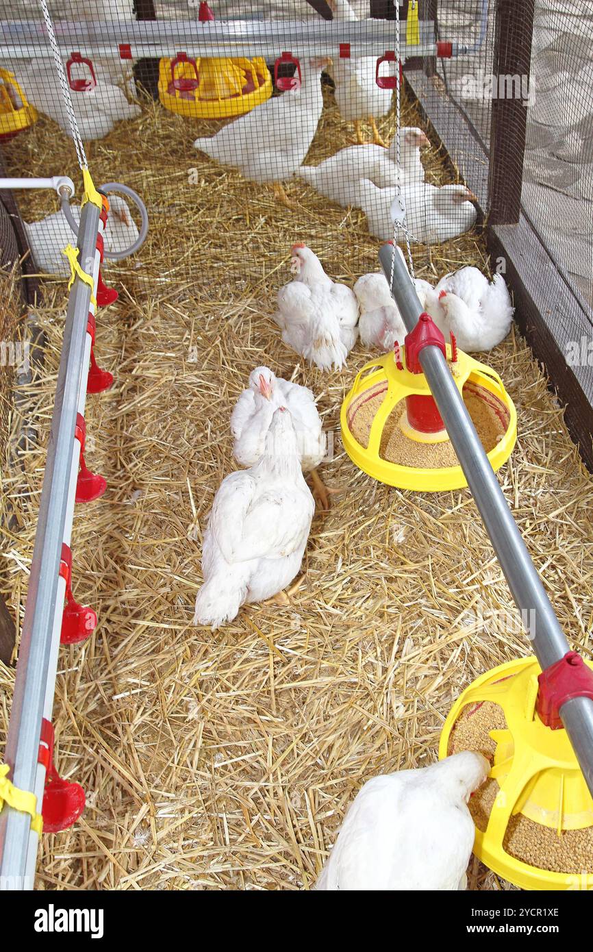 Farming hen hi-res stock photography and images - Alamy