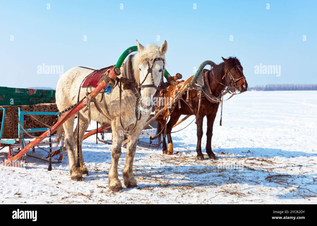 Horses with sledges at the bank of frozen river in wintertime Stock ...