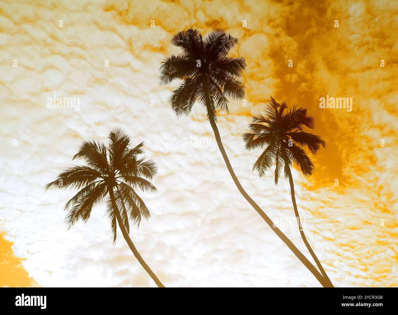 Morning palm trees hi-res stock photography and images - Alamy