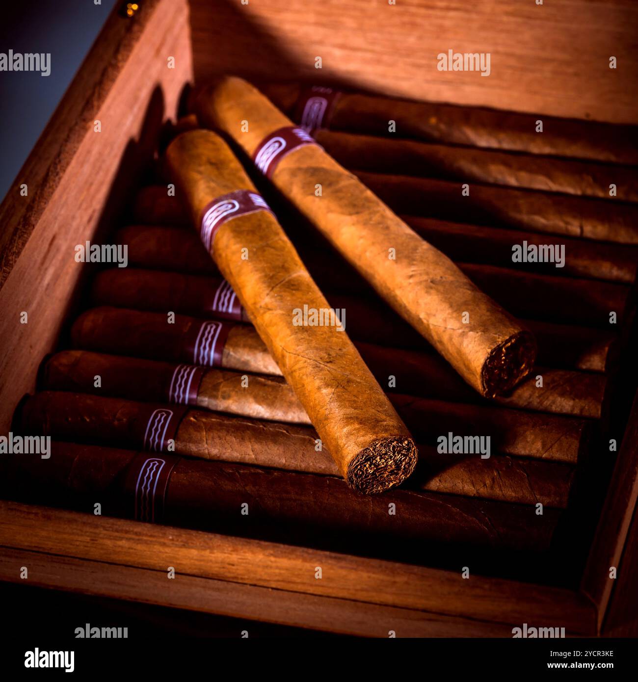 Close up of cigars in open humidor box Stock Photo - Alamy