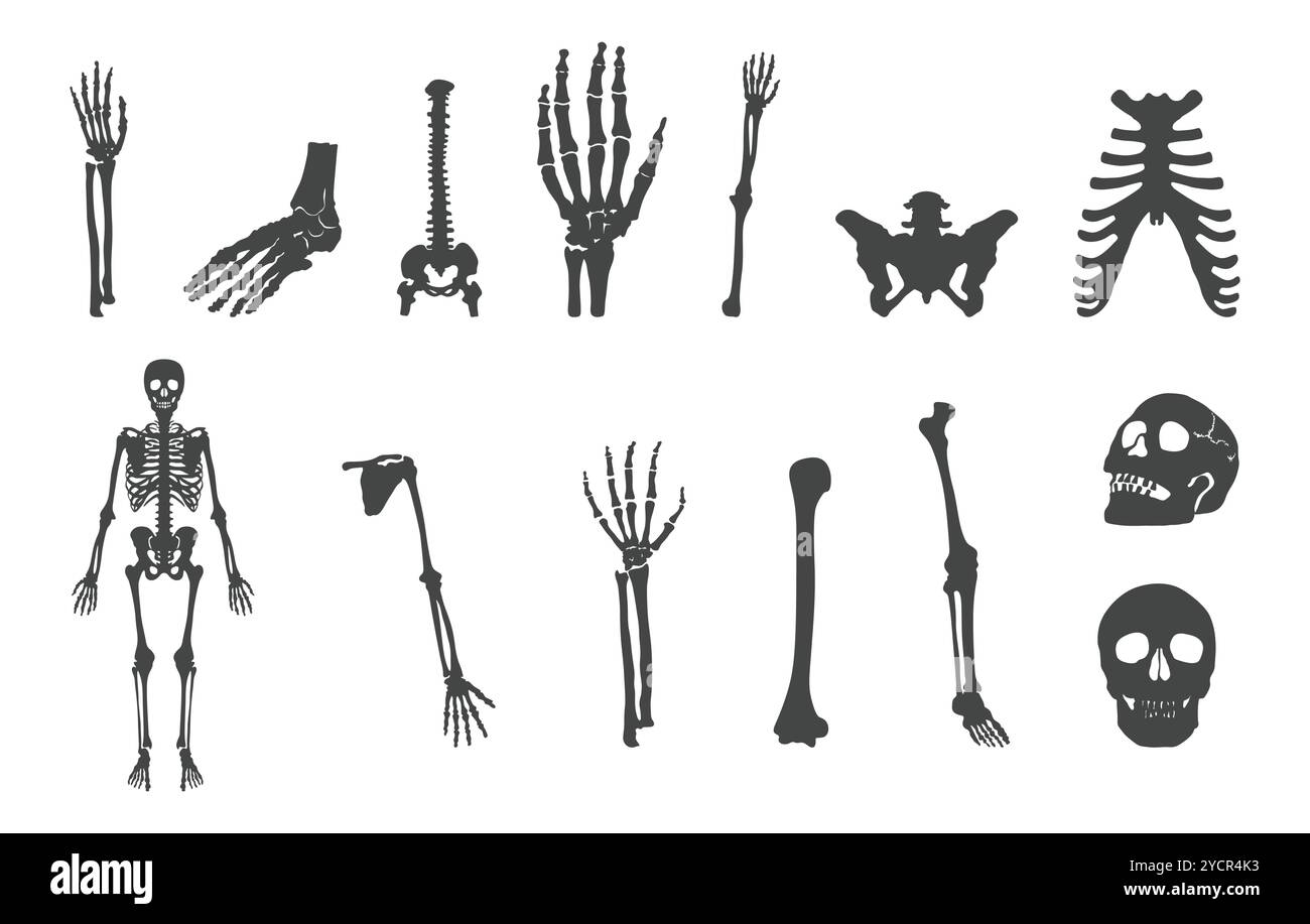Human skeleton svg, Human skeleton silhouette, Human bones skeleton ...