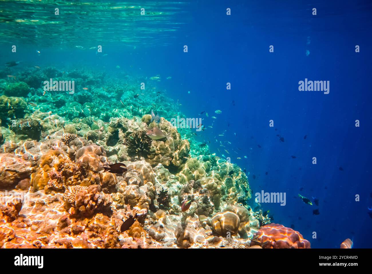 Beautiful tropical coral reef hi-res stock photography and images - Alamy