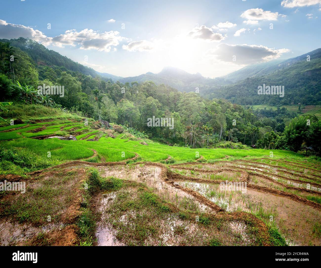 Lush green rice field forest hi-res stock photography and images - Alamy