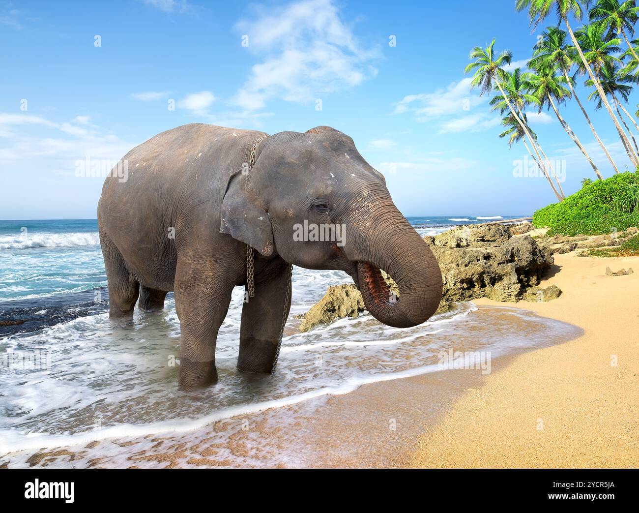 Elephant on the beach Stock Photo - Alamy