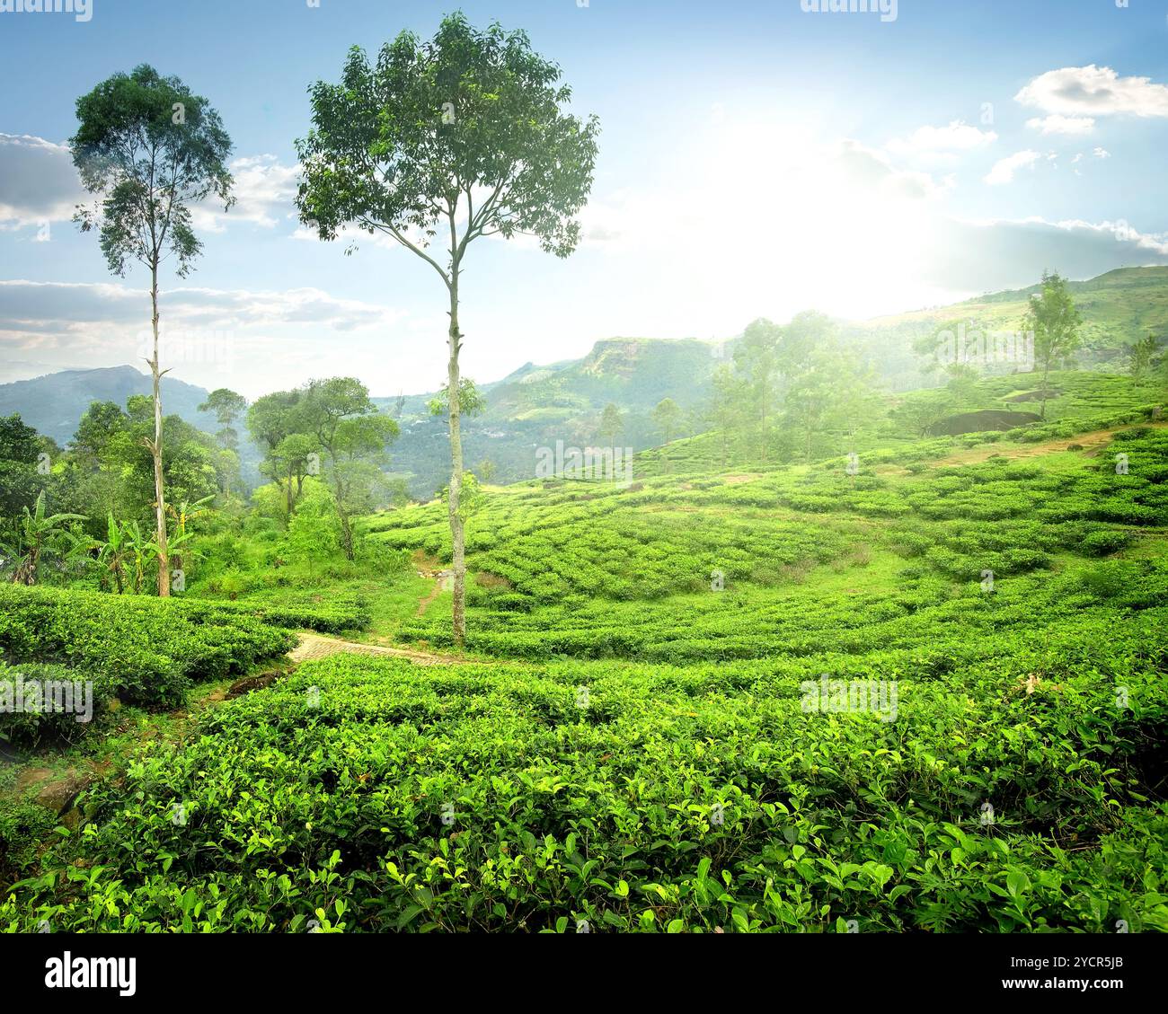 Landscape tea plantations fog hi-res stock photography and images - Alamy