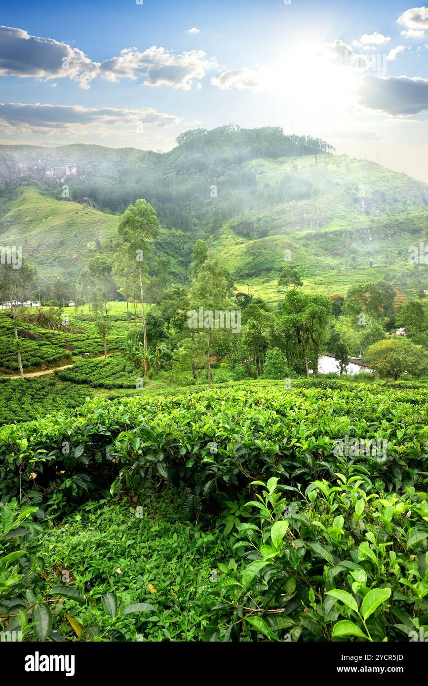 Tea fields asia hi-res stock photography and images - Alamy